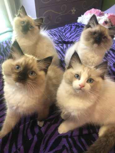 Ragdoll Babies - Ragdoll Cats; Ragdoll Kittens, Purebred Ragdoll ...