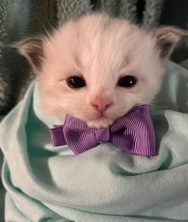 Ragdoll Babies - Ragdoll Cats; Ragdoll Kittens, Purebred Ragdoll ...