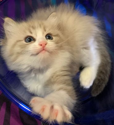 Ragdoll Babies - Ragdoll Cats; Ragdoll Kittens, Purebred Ragdoll ...