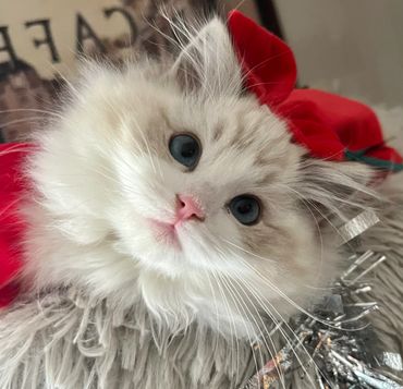 Ragdoll Babies - Ragdoll Cats; Ragdoll Kittens, Purebred Ragdoll ...