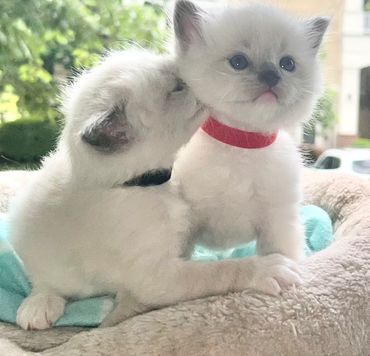 Ragdoll Babies - Ragdoll Cats; Ragdoll Kittens, Purebred Ragdoll ...