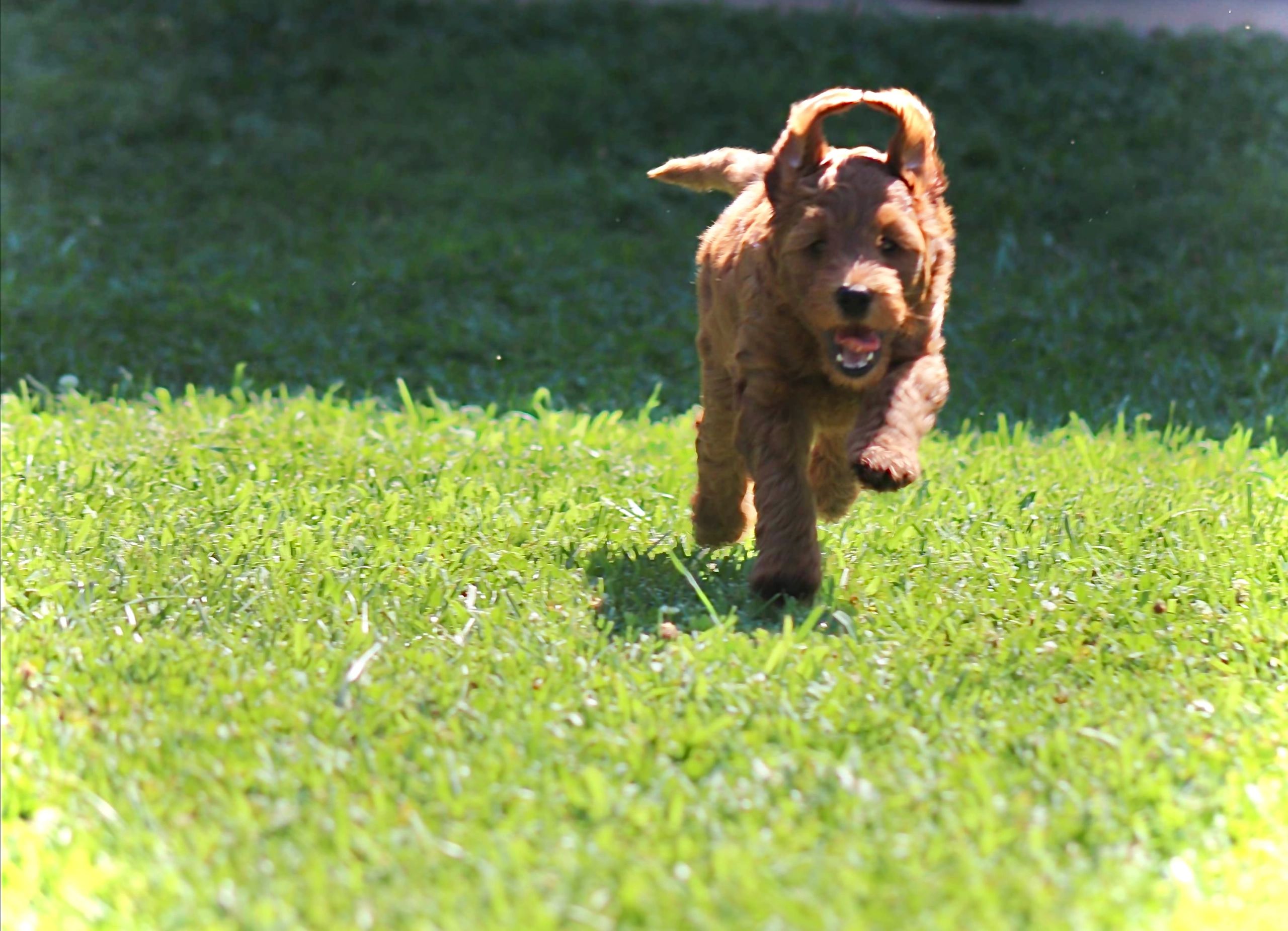 Lucky Country Labradoodles, LLC - Australian Labradoodles