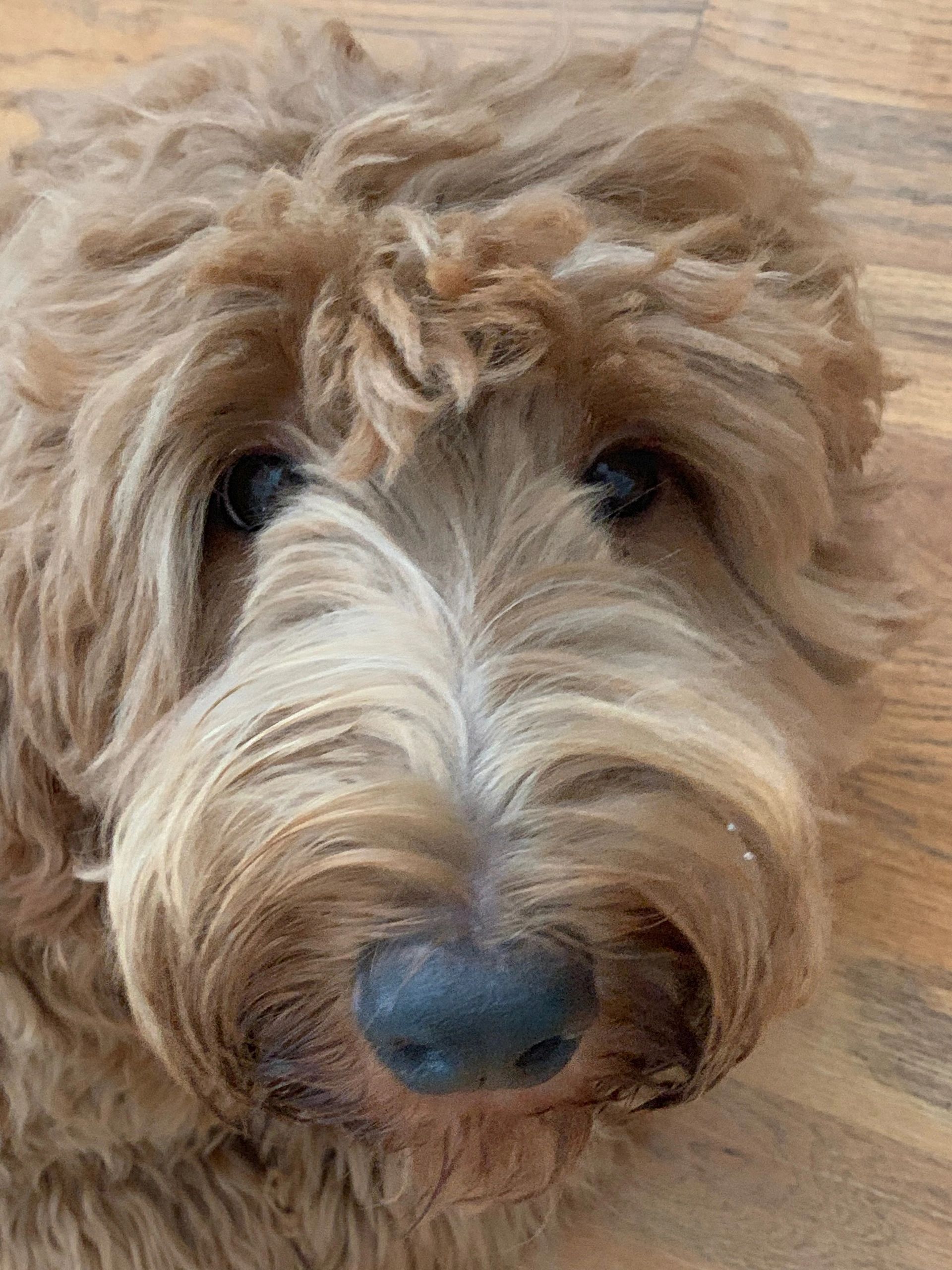 Are Labradoodles Good Hunters