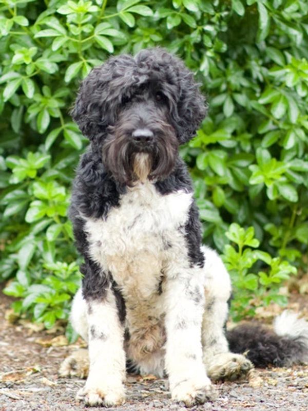 Lucky Country Labradoodles, LLC - Australian Labradoodles, Puppies