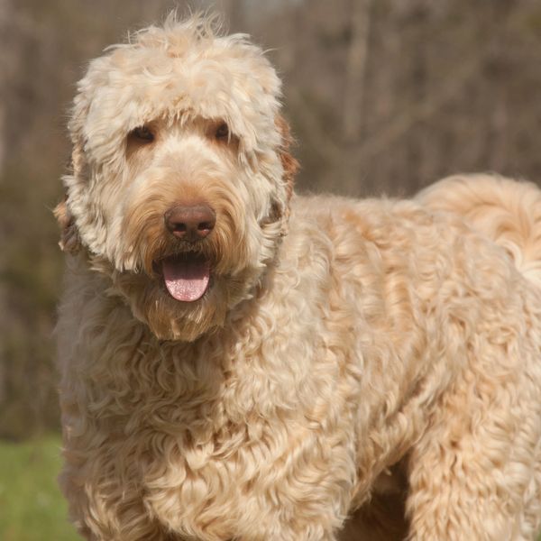 Lucky Country Labradoodles, LLC - Australian Labradoodles, Puppies