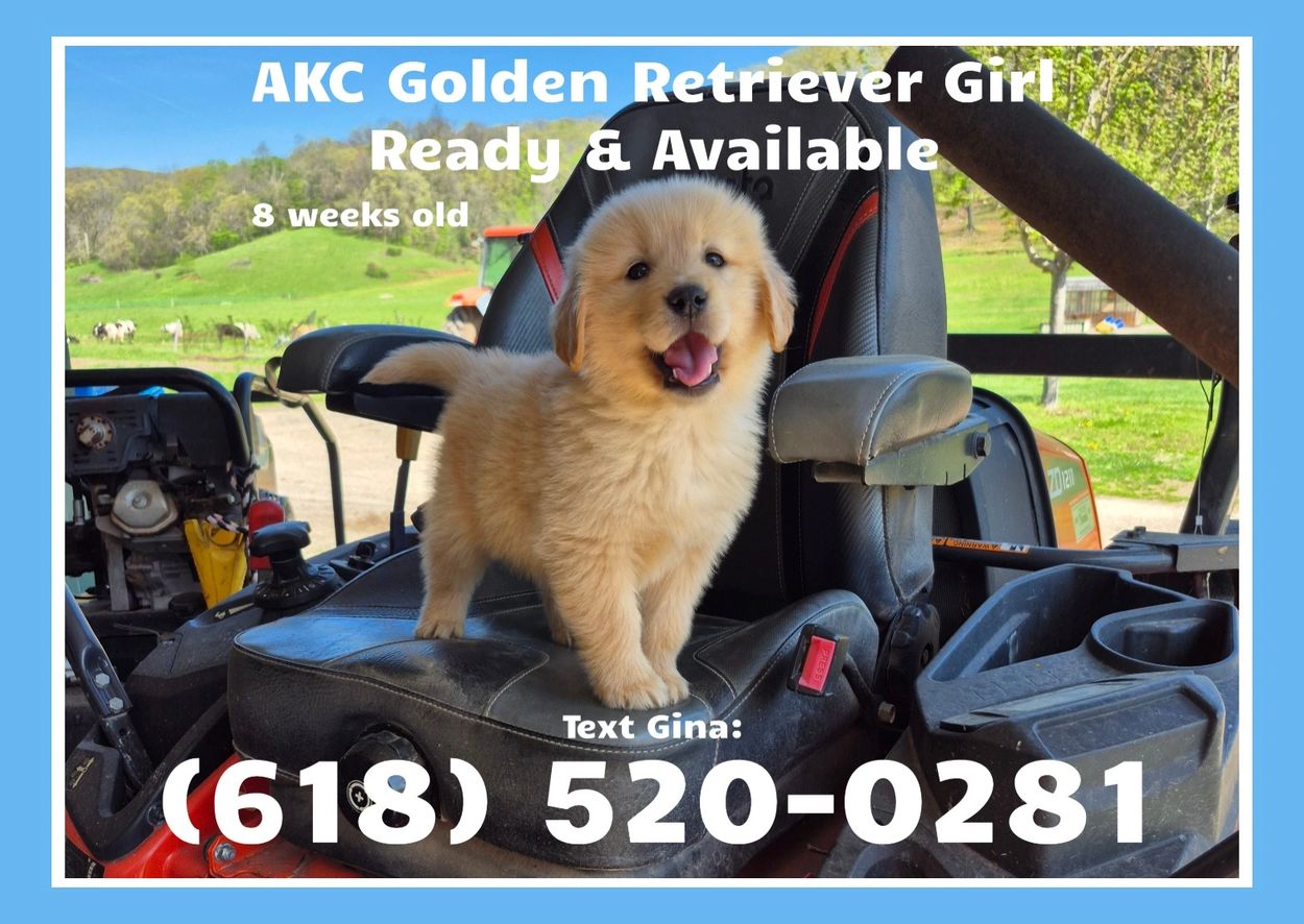 Home & Current Litters