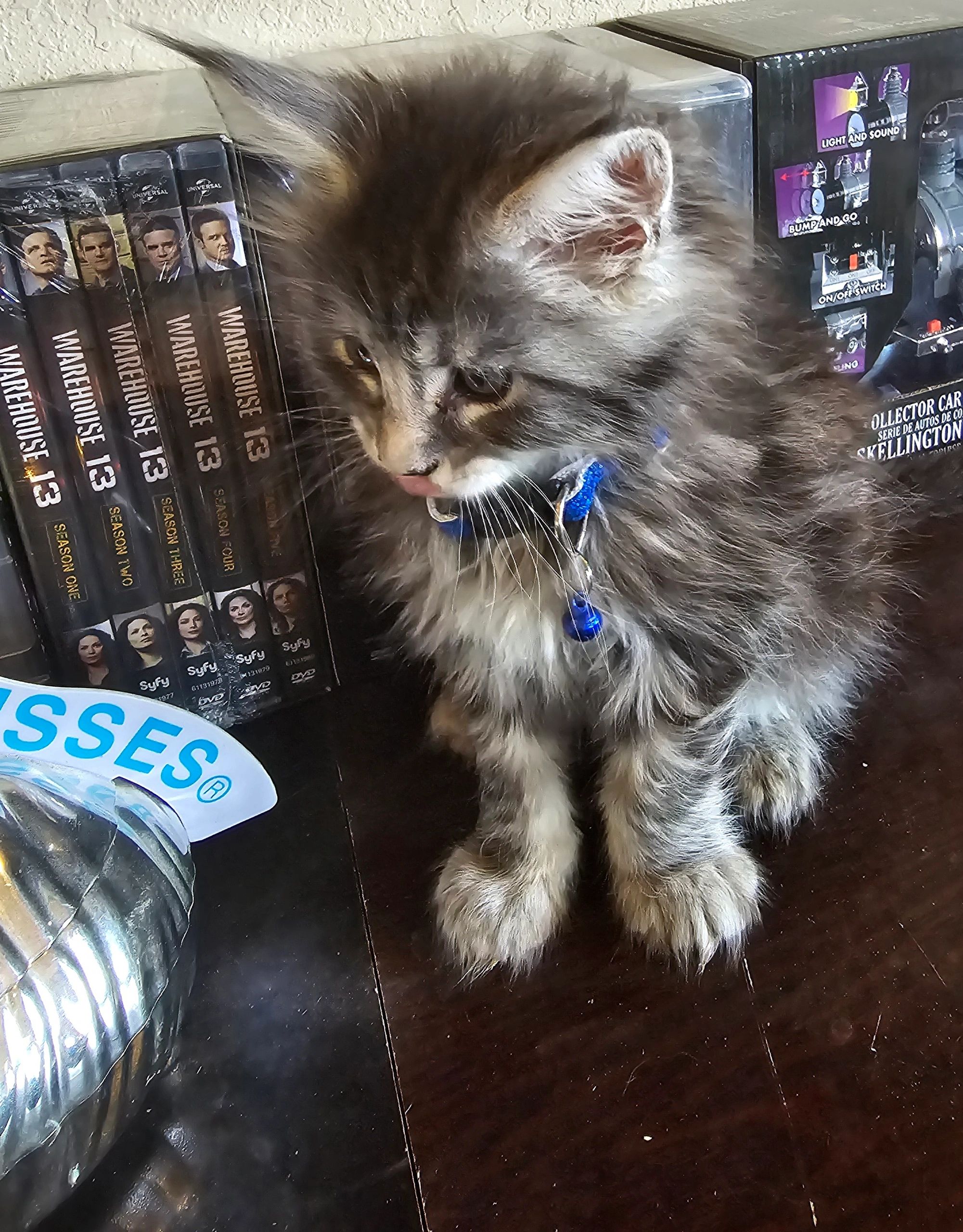 Sissy's Farm - Siberian Husky, Maine Coons, Pedigree Cats and Dogs
