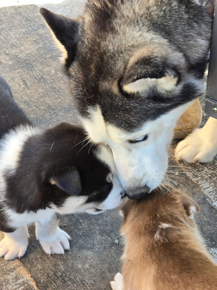 Sissy's Farm - Siberian Husky, Maine Coons, Pedigree Cats and Dogs