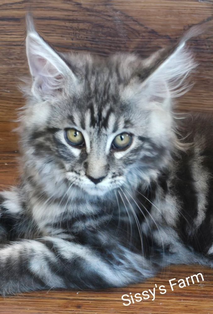 Sissy's Farm - Siberian Husky, Maine Coons, Pedigree Cats and Dogs