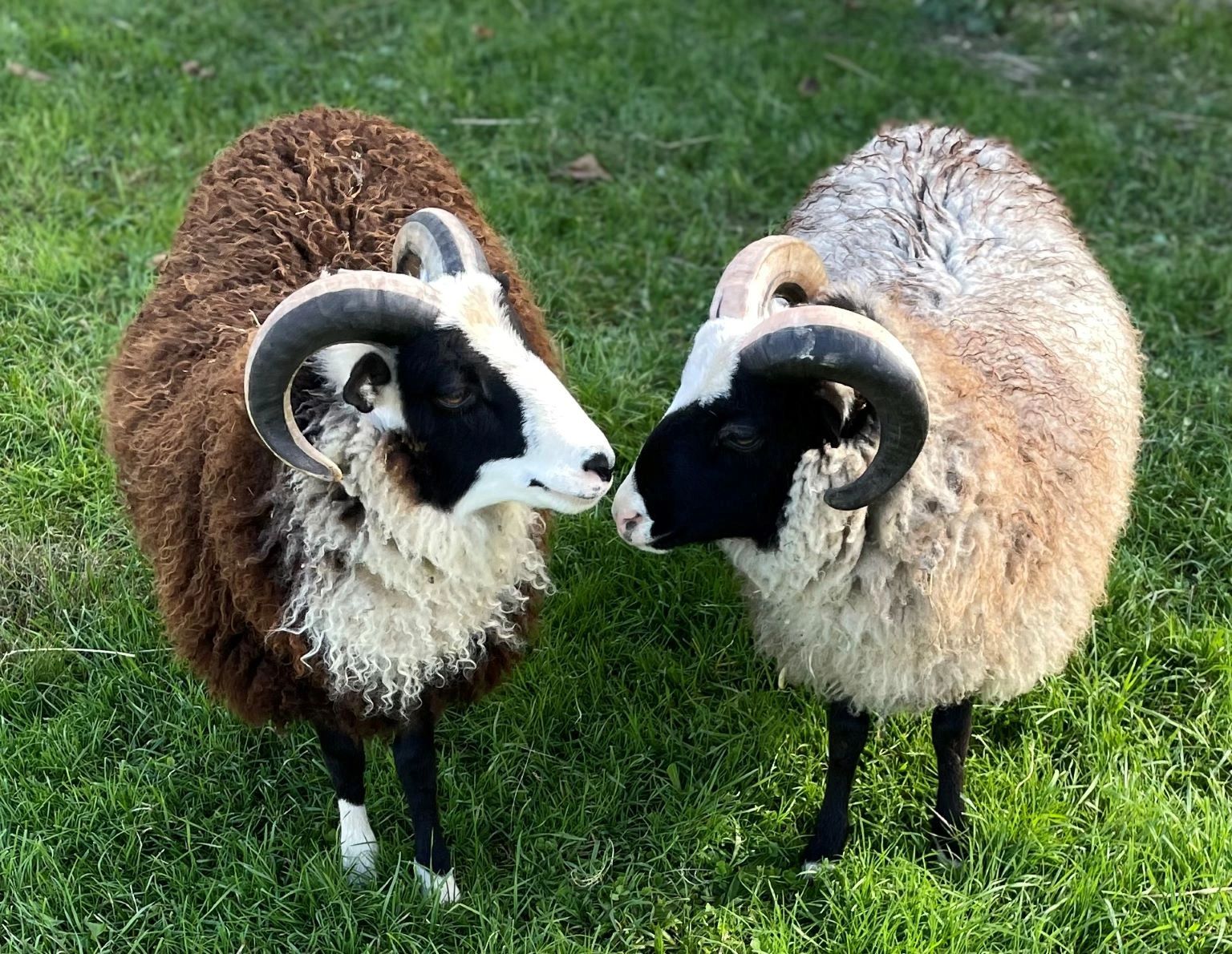 LaBreck Farms - Farm to Table, Shetland Sheep, Handspun Yarn