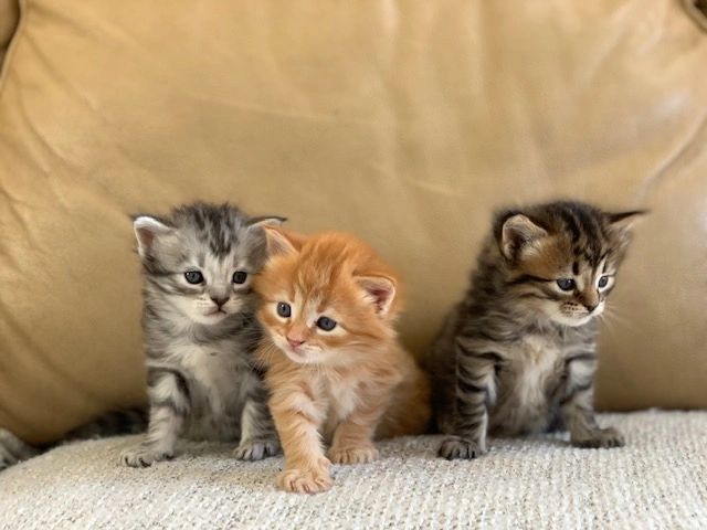 Maine Coon Kittens for Sale - Connecticut Maine Coon Kittens