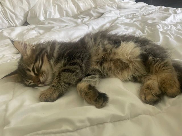 Maine Coon Kittens for Sale - Connecticut Maine Coon Kittens