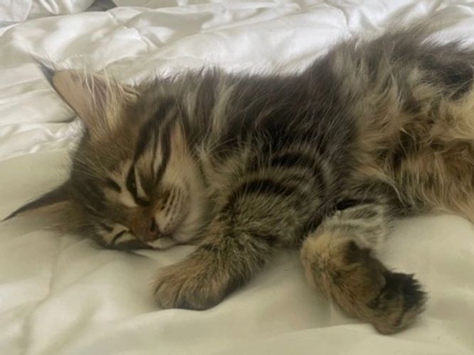 Maine Coon Kittens for Sale - Connecticut Maine Coon Kittens