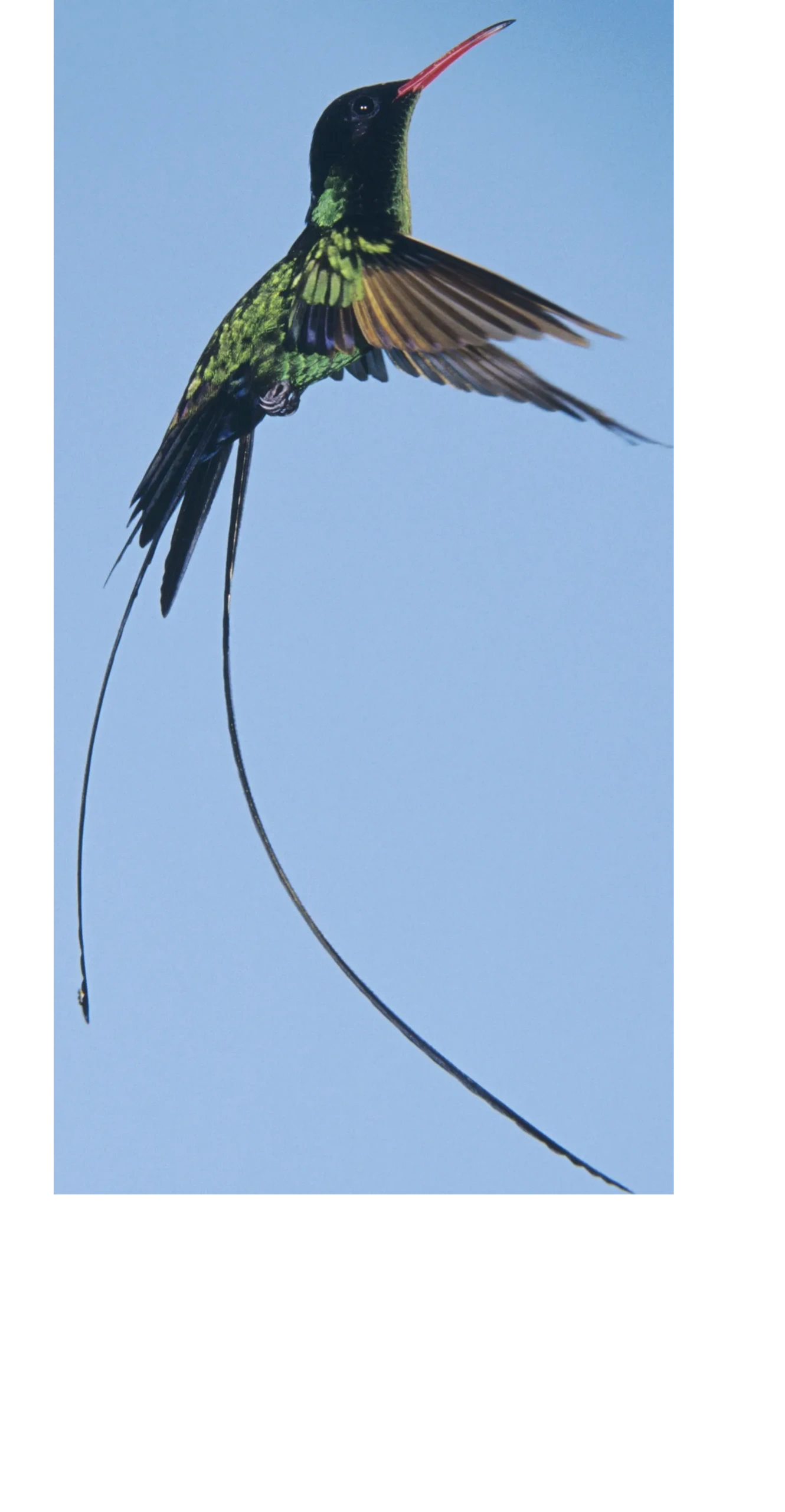 About | Doctor Bird Protective Gear