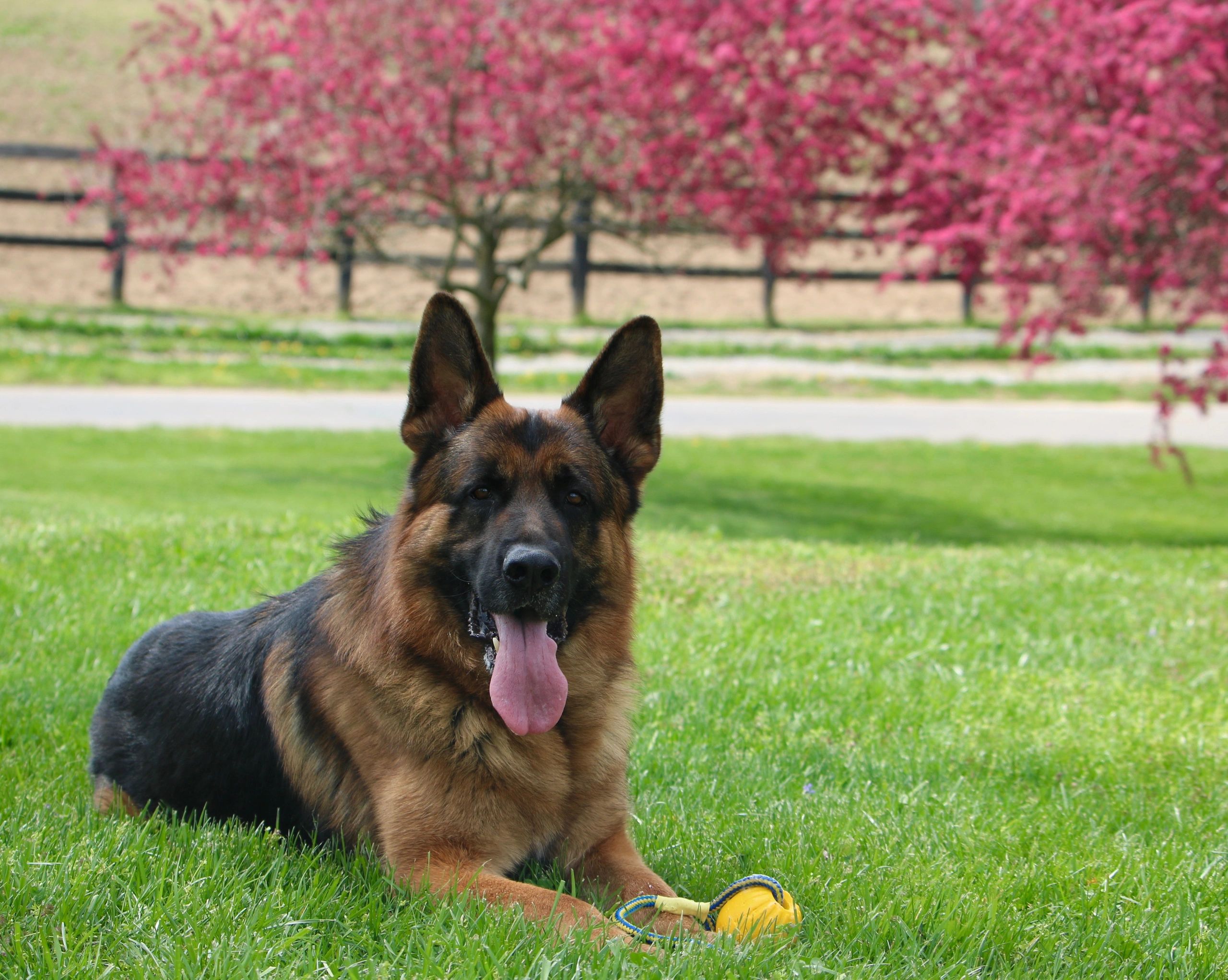 Best German Shepherd Breeders | Drache Feld