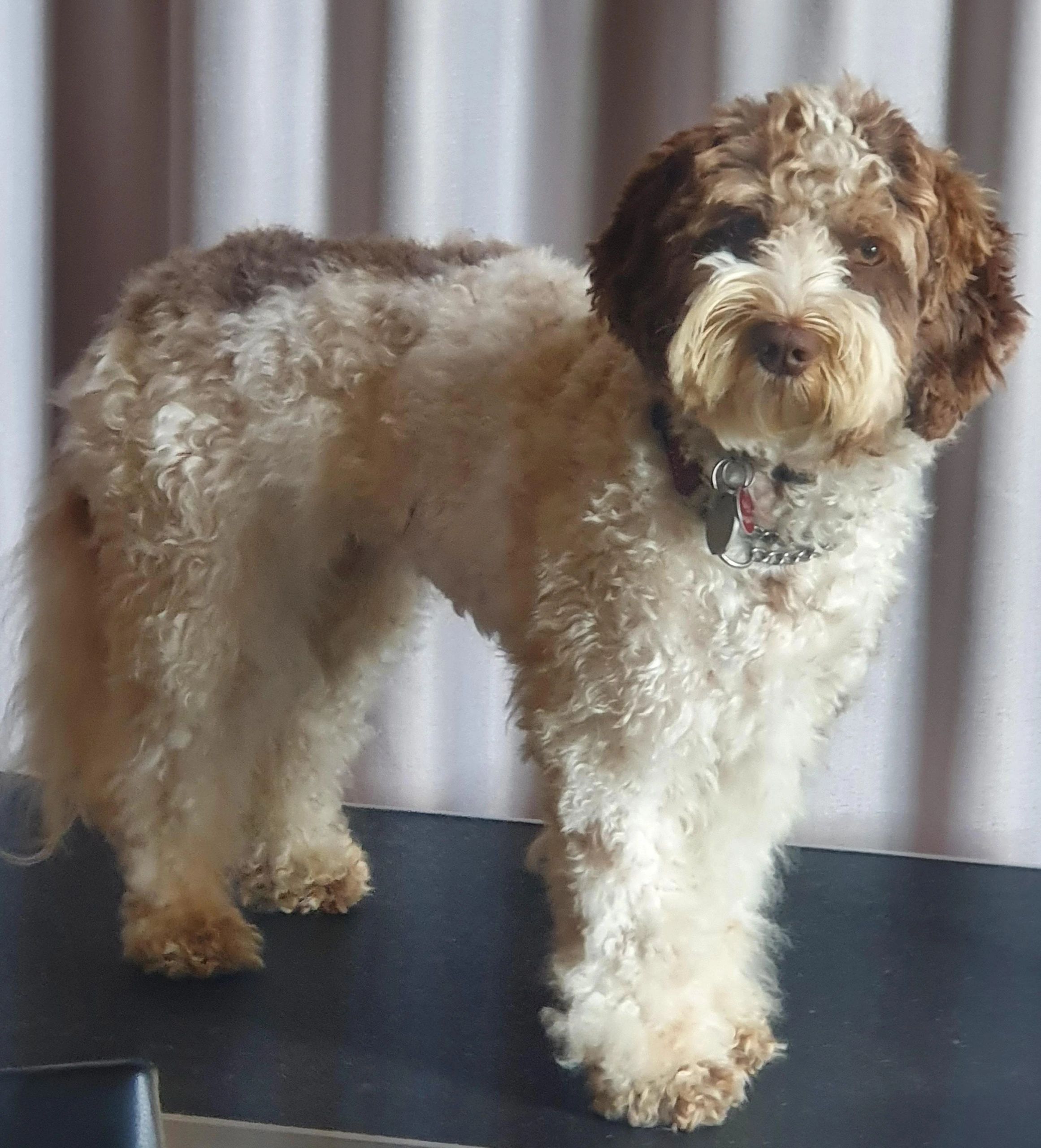 Clarendon Australian Labradoodles
