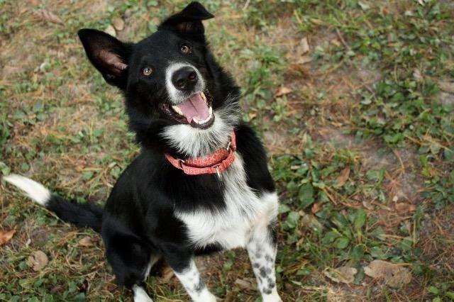 Tails and Trails Rescue