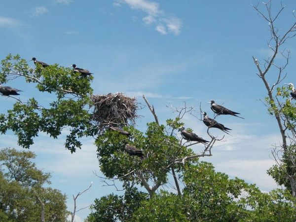 Best Fishing Charters - Purple Heron Charters