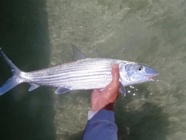 Best Fishing Charters - Purple Heron Charters