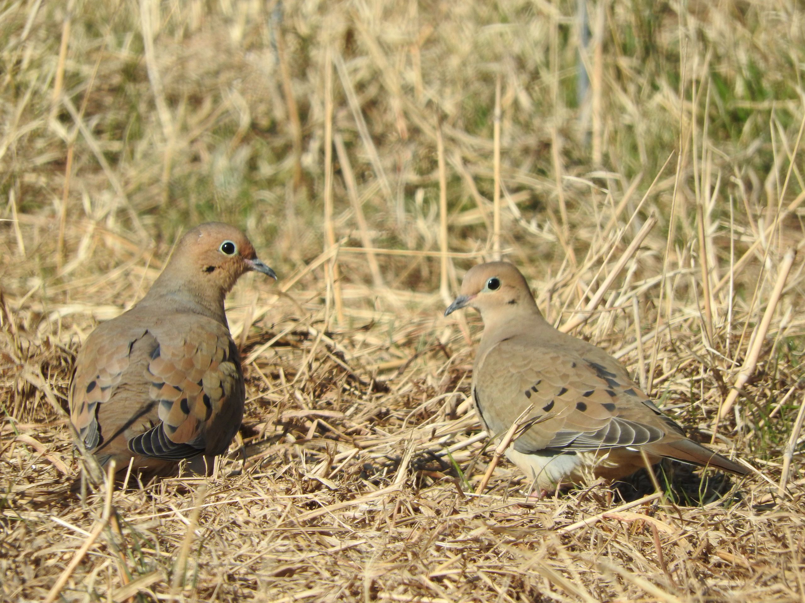 BushWhacker Outdoor Services