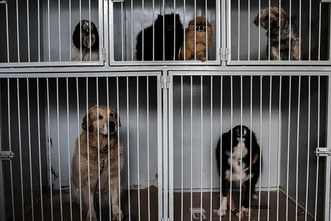 Animals Are Not Meant to Be Caged: God Did Not Create Cages