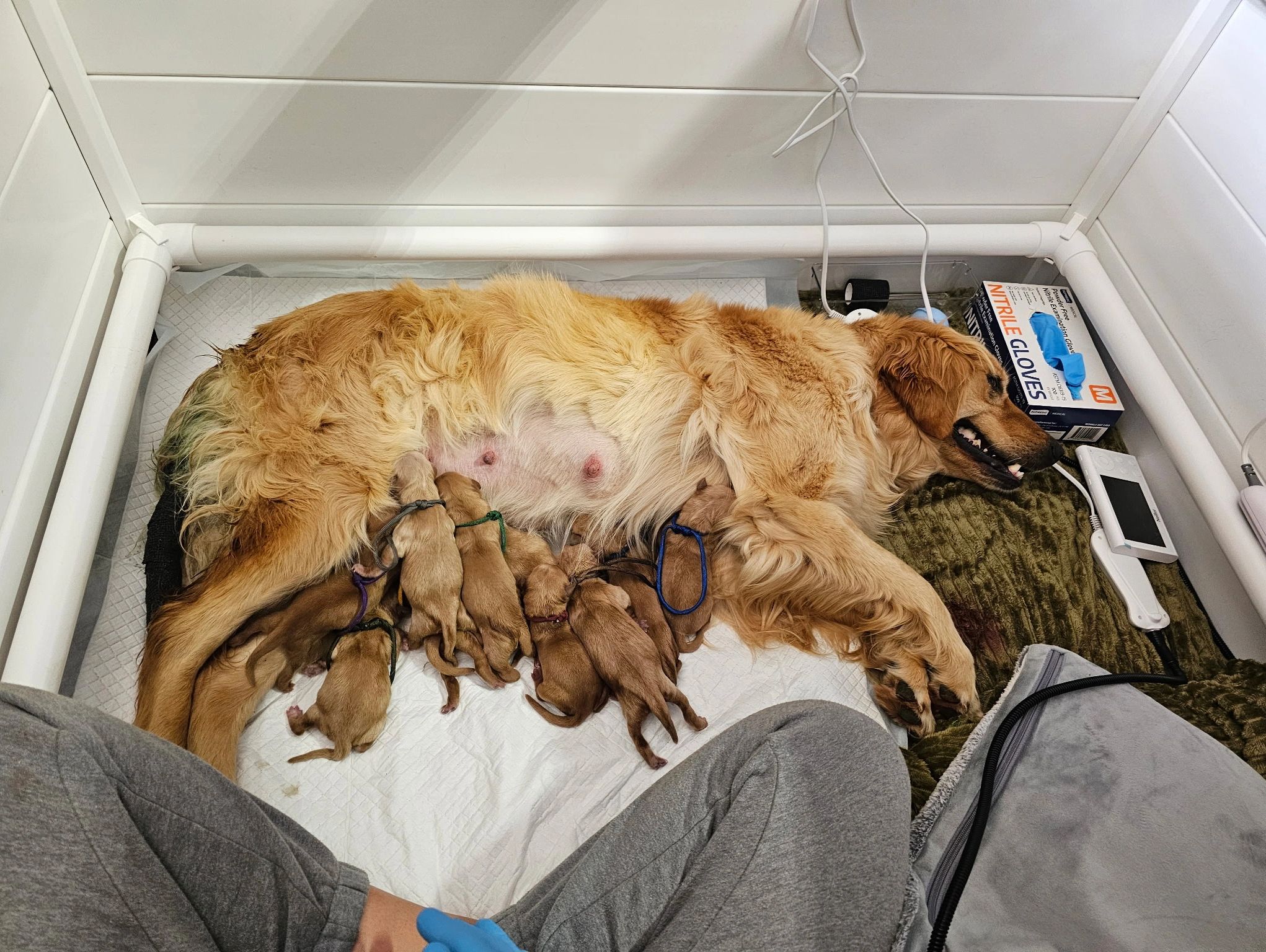 Golden Retriever Puppies