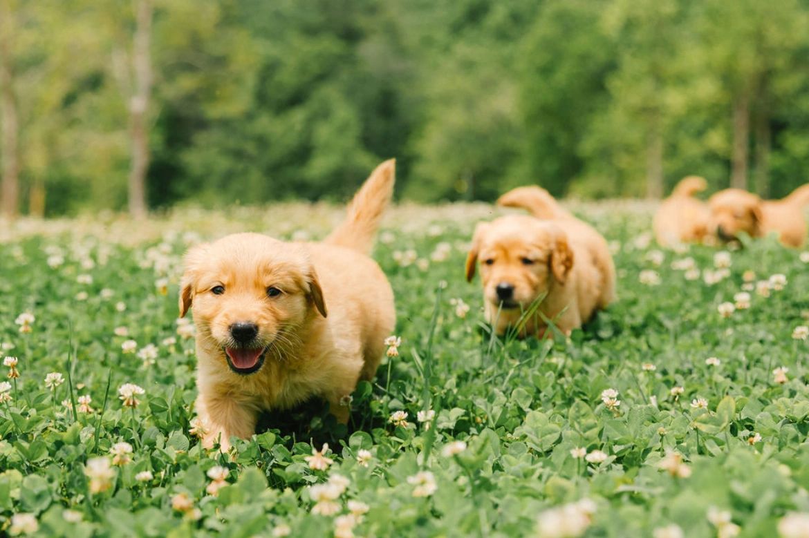 Ethically Bred Family-Raised Puppies for You