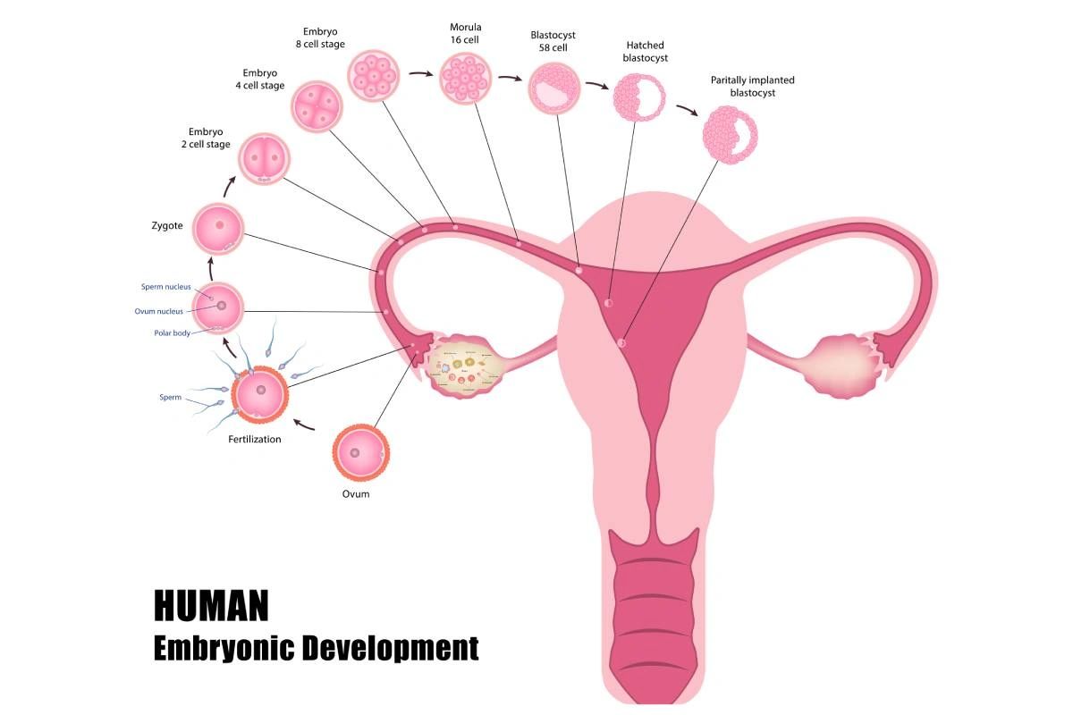 The Science of Conception: How Life Begins
