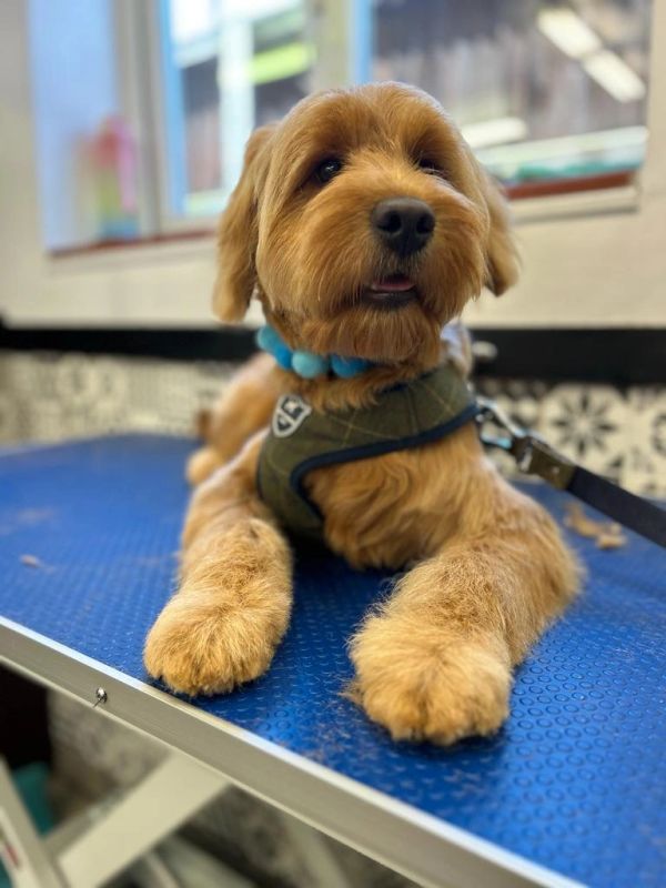 Terrington Tails Dog & Cat Grooming Salon
