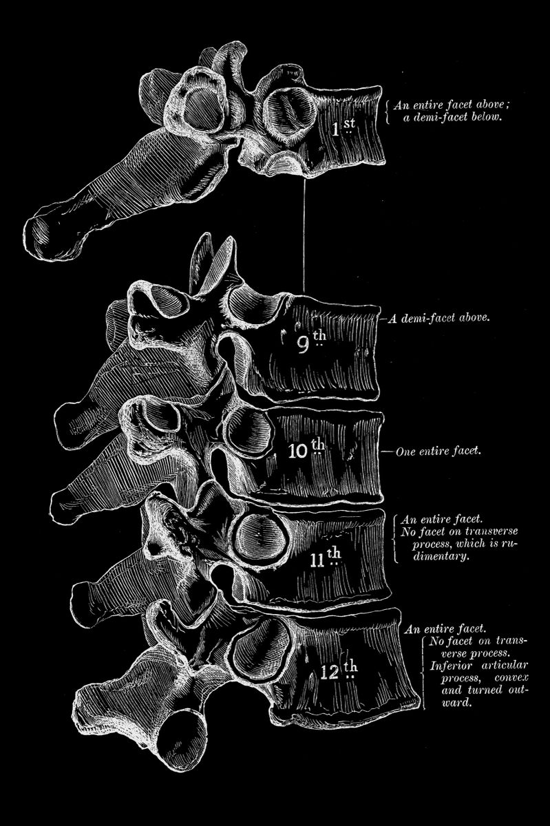 Spine Anatomy Decal