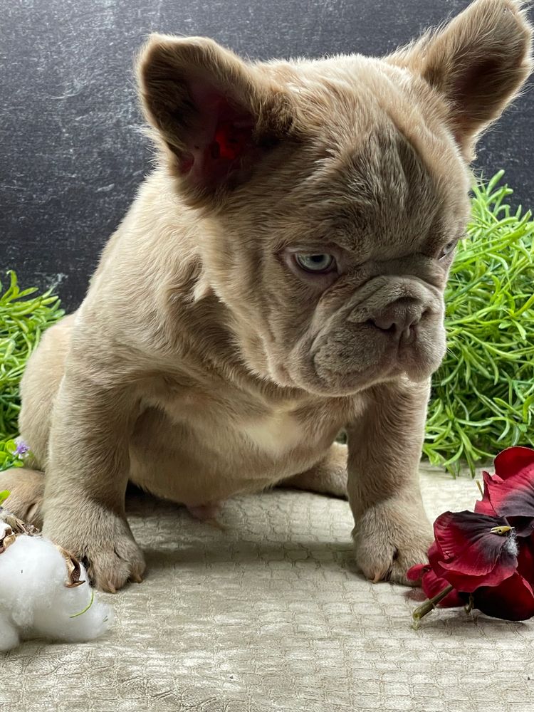 GOTFLUFFIES - Fluffy Frenchies, Longhair French Bulldogs