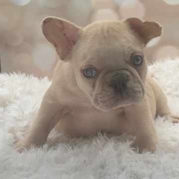PUPPIES