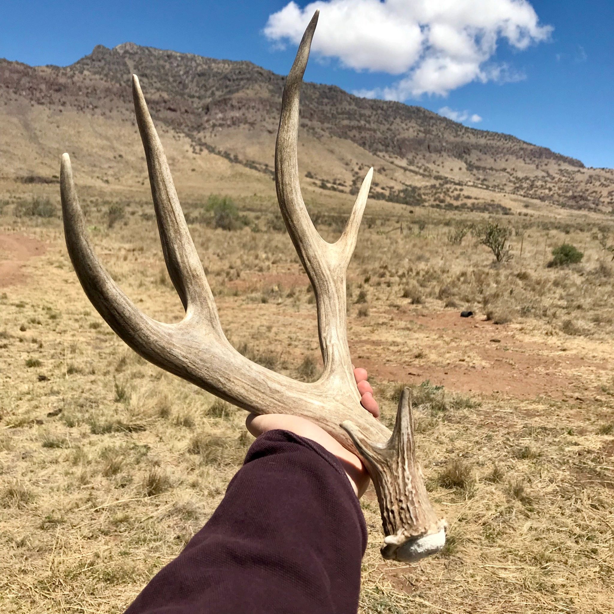 Desert Mule Deer Pictures