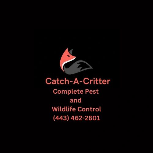 catchacritterllc.com