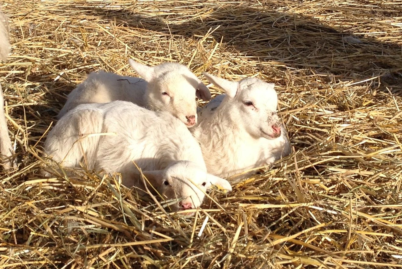 The St Croix Breed