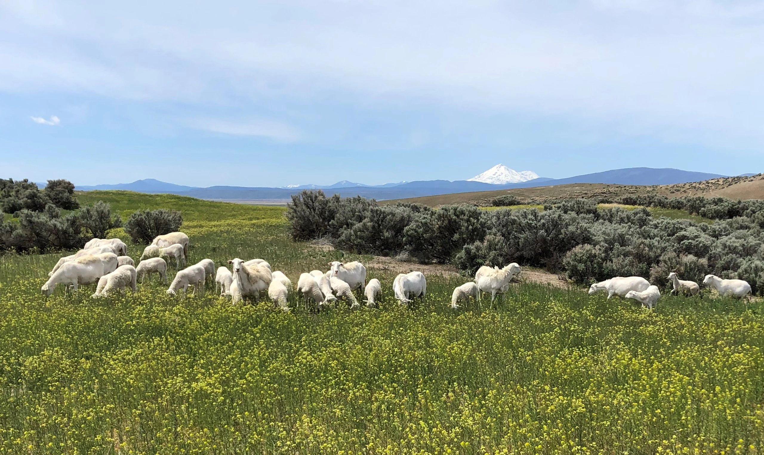 St Croix Sheep - Shasta Ranch