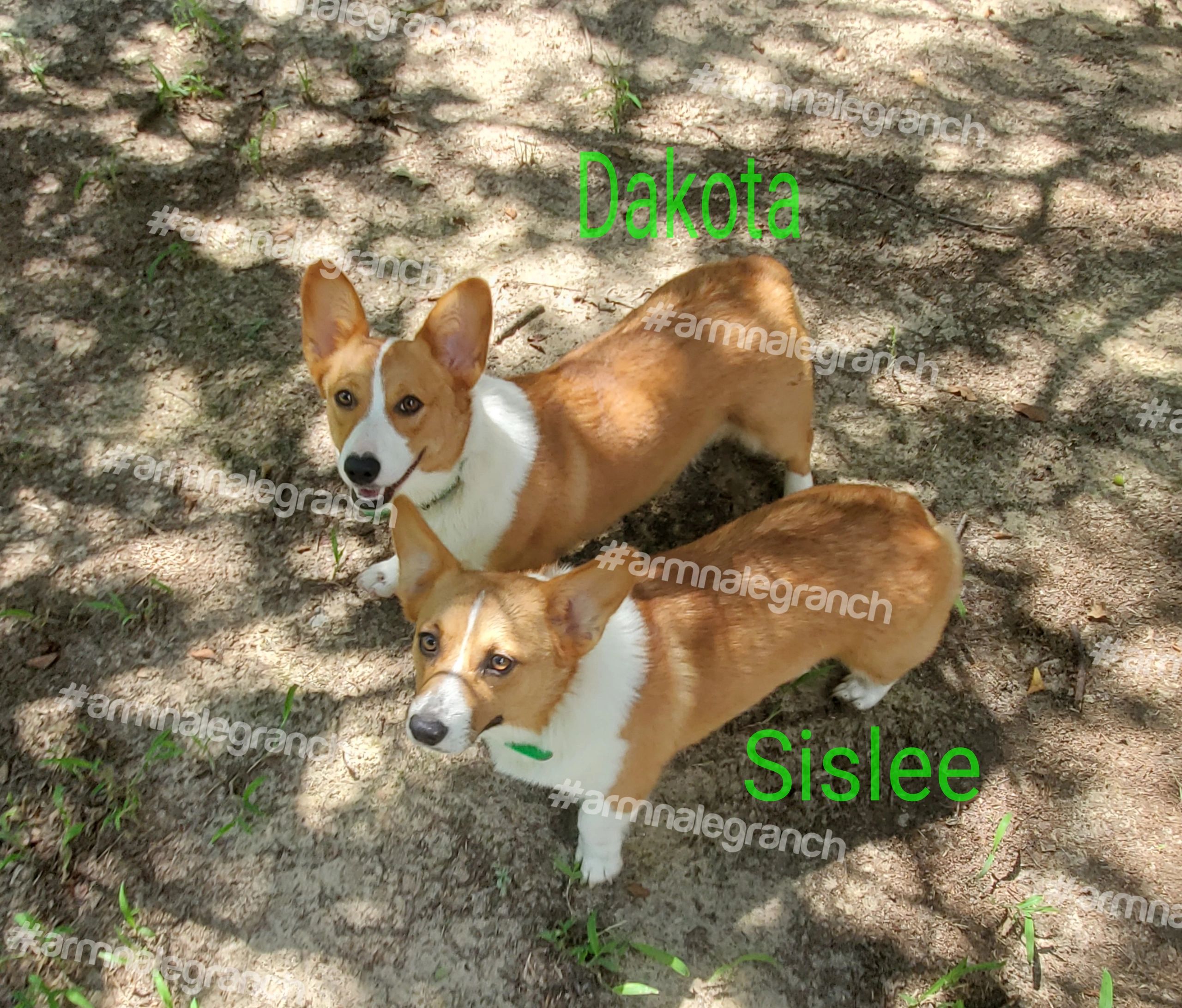Corgi age progression - bestadia