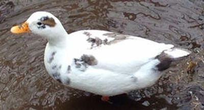 CALLS & SILKIE DUCKS | Al's Quackery