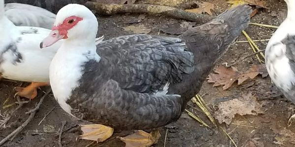 MUSCOVY | Al's Quackery