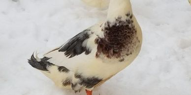 Al's Quackery - Ancona Ducks, Ducklings | Al's Quackery