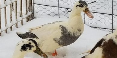 Al's Quackery - Ancona Ducks, Ducklings | Al's Quackery