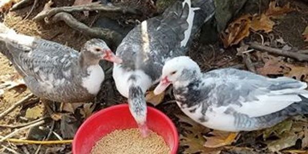 MUSCOVY | Al's Quackery