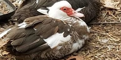 MUSCOVY | Al's Quackery
