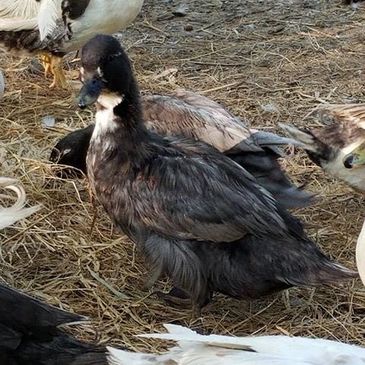Al's Quackery - Waterfowl, Ducks | Al's Quackery