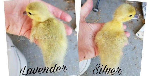 MUSCOVY | Al's Quackery