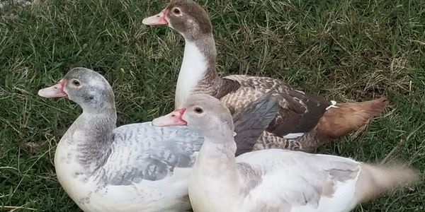 MUSCOVY | Al's Quackery
