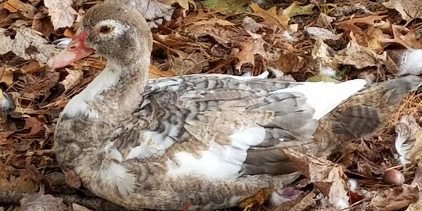 MUSCOVY | Al's Quackery