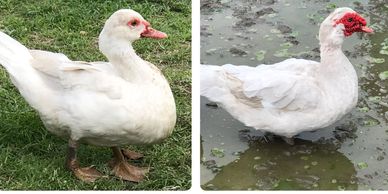 MUSCOVY | Al's Quackery
