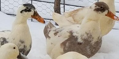 Al's Quackery - Ancona Ducks, Ducklings | Al's Quackery