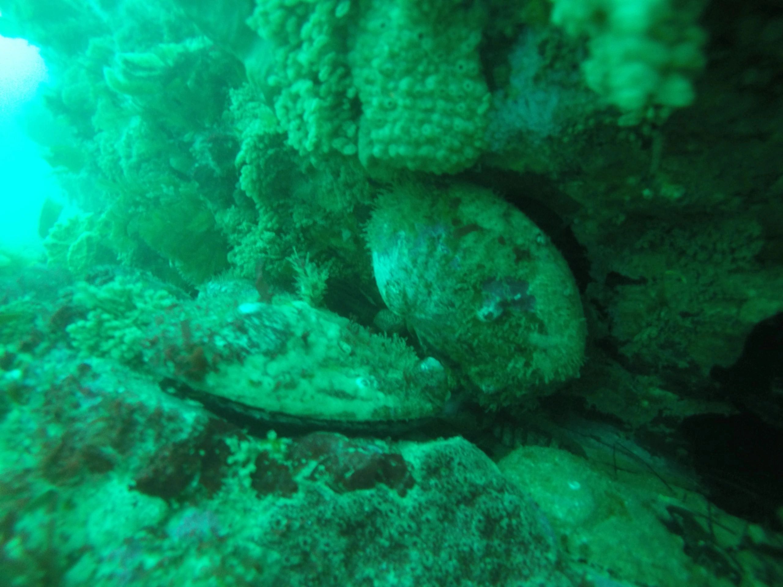 Victorian Abalone Australia